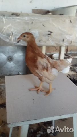 Цыплята несушки Хайсек браун