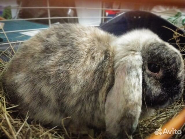 Красавица и умница Кроля, 2 года