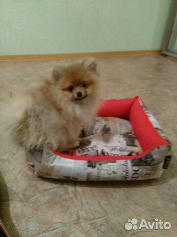 Щенок немецкого шпица с документами РКФ