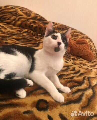 Плюшевый котенок, очень хороший Шустрик