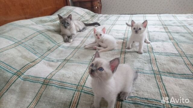 Тайские котята