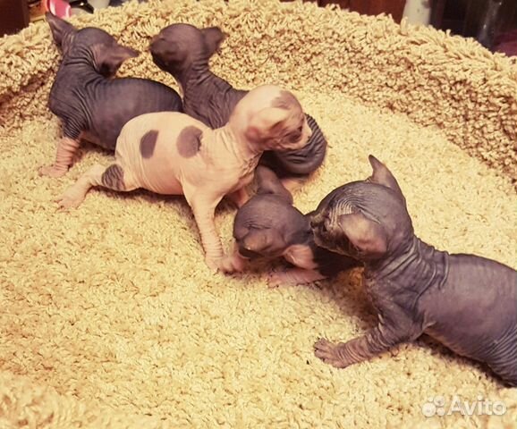 Канадский сфинкс