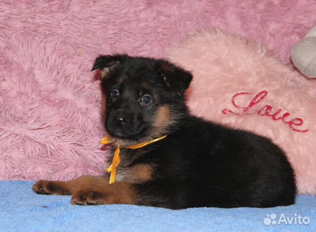 Красотка Бонни