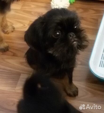 Малыш бельгийского гриффона