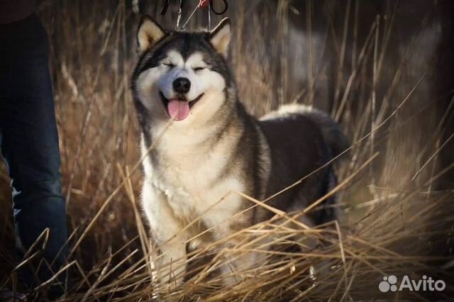 Аляскинский маламут, сука, бесплатно