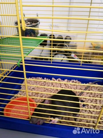 Крысы дамбо