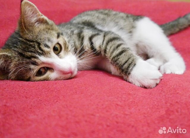 Веселая и ласковая малышка котенок Мия