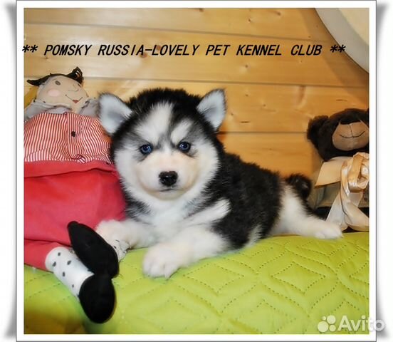 Помски ф1 мини хаски