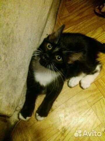 Отдам котят в добрые руки)