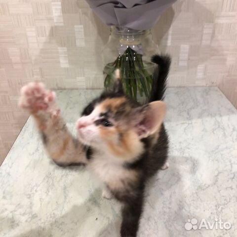 Трехцветная кошечка принесет счастье