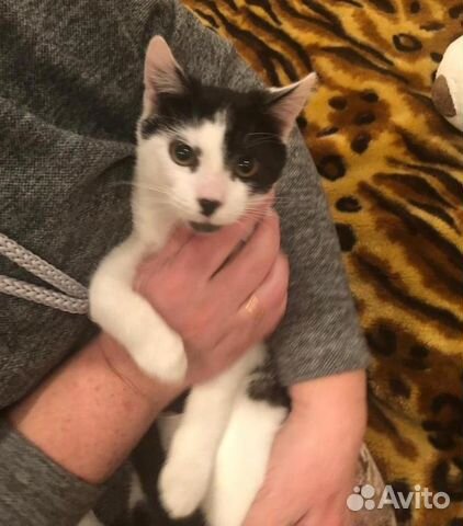 Плюшевый котенок очень хочет домой