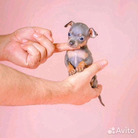 Той-терьер карманная девочка