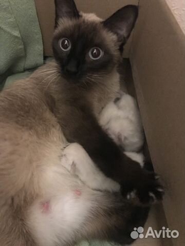 Тайские котята "котёнок по имени Гав"
