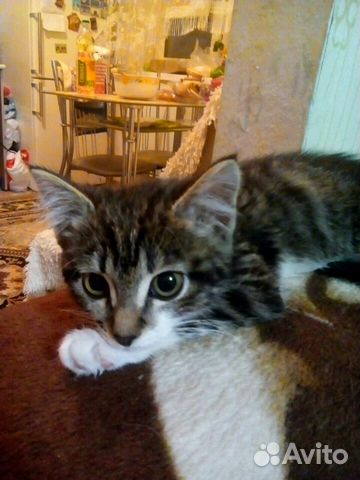 Котёнок в добрые руки