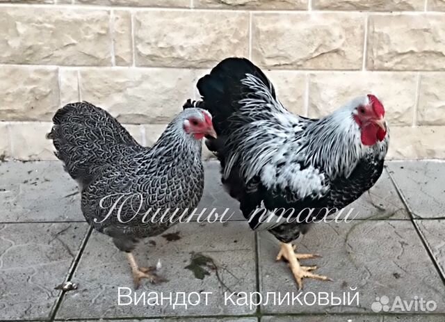 Виандот серебристый карликовый