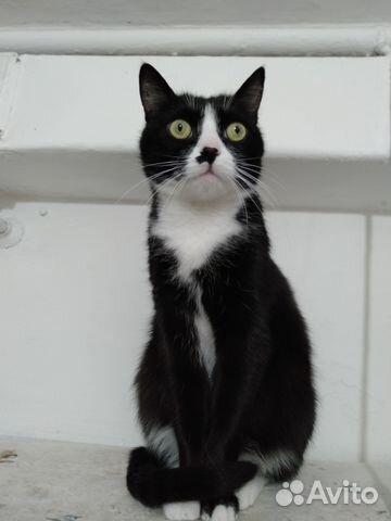 Отдам в хорошие руки