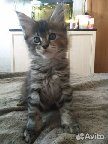 Девочка Куночка