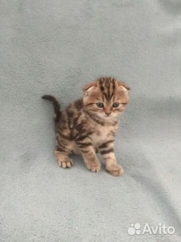 Яркие вислоухие мраморята и др окрасов. видео