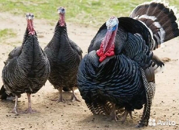 Индейка Бронзовая широкогрудая