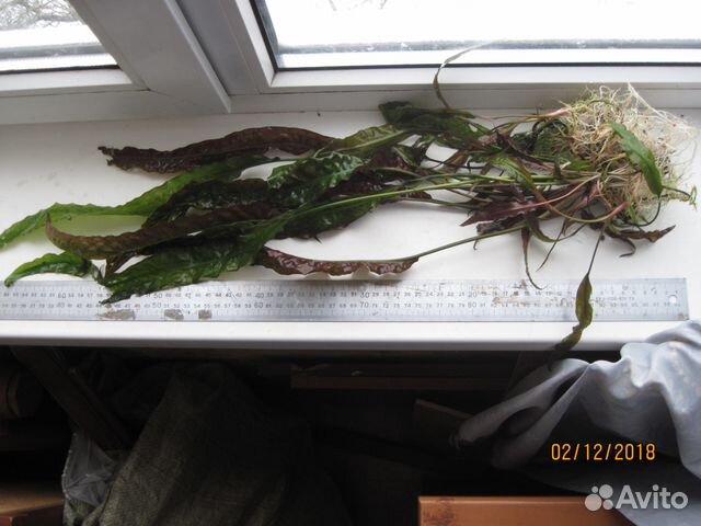 Криптокарины устериана,тропика,вендта.;Валлиснерия