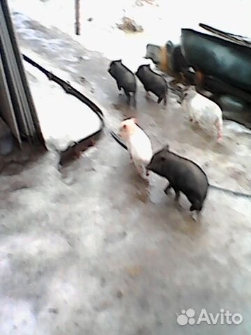 Вьетнамские парасята