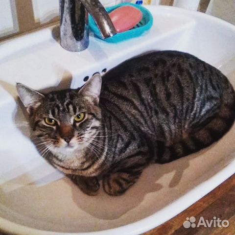 Молодой котик 7-8 мес суровый взгляд обманчив