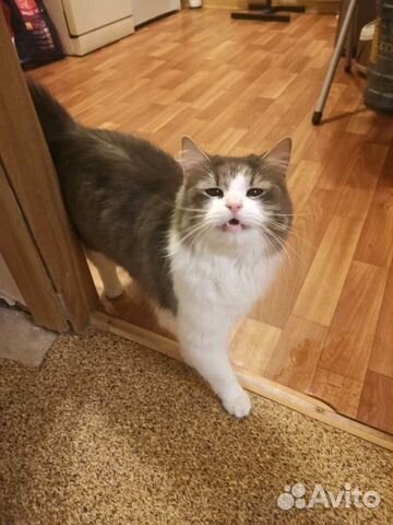 Кошка :)