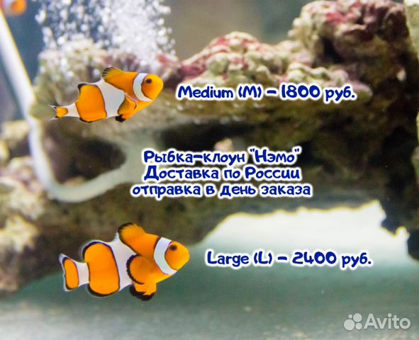 Рыбки-клоуны (Нэмо)