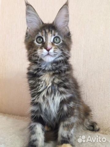 Праздничные котята мейнкун