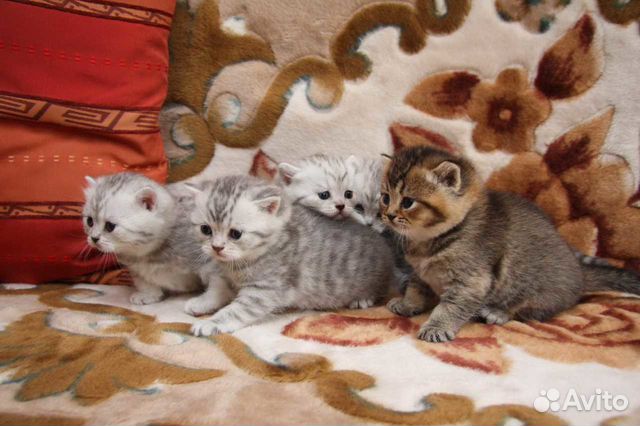 Красивейшие британцы