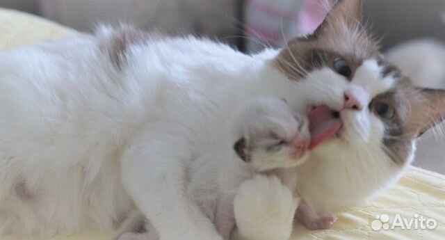 Куколки для обажания