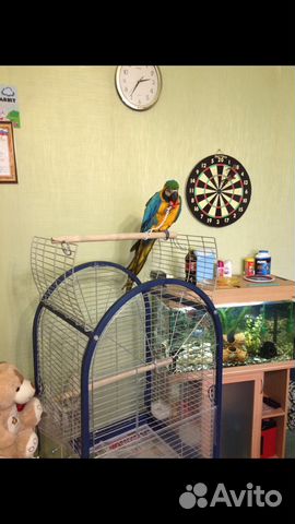 Попугай Ара