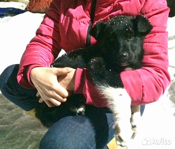 Щенок добрым людям