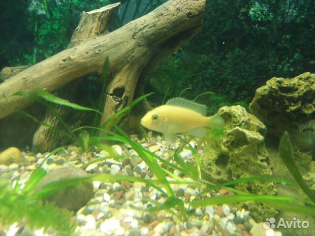 Отдам цихлид