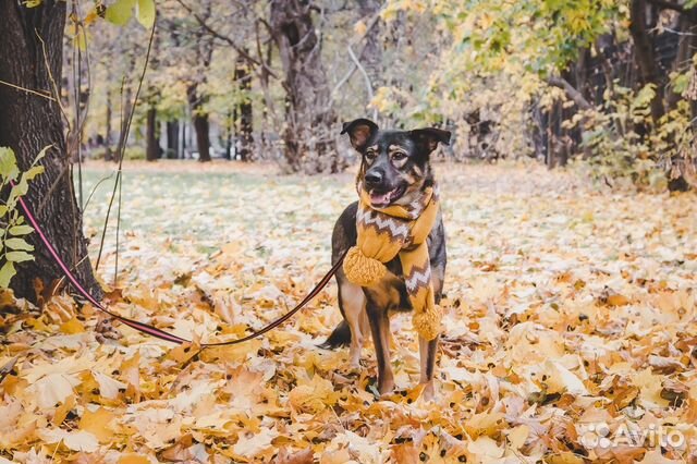 Красавица Лада ждёт семью