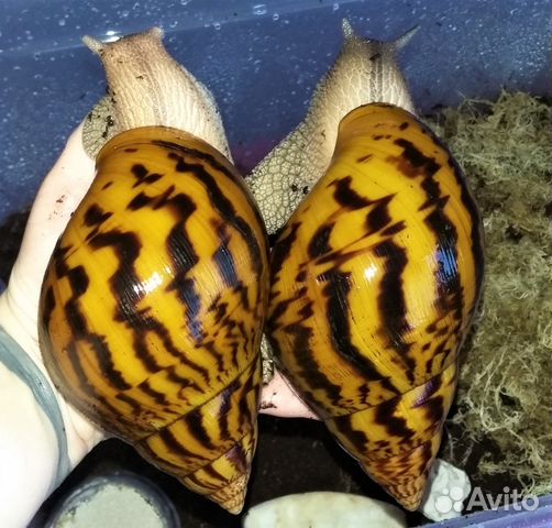 Улитки Ахатины и Архахатины