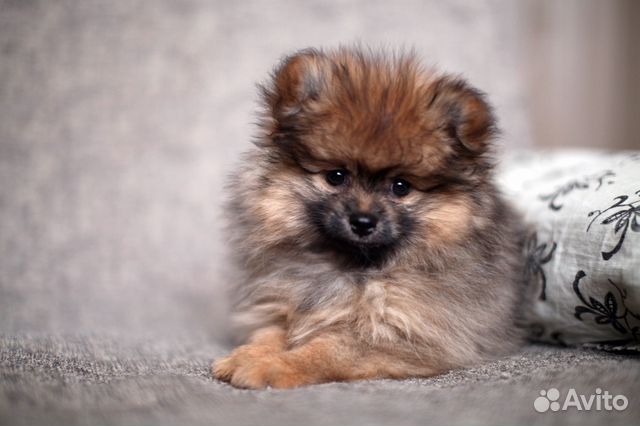 Шпиц малый немецкий