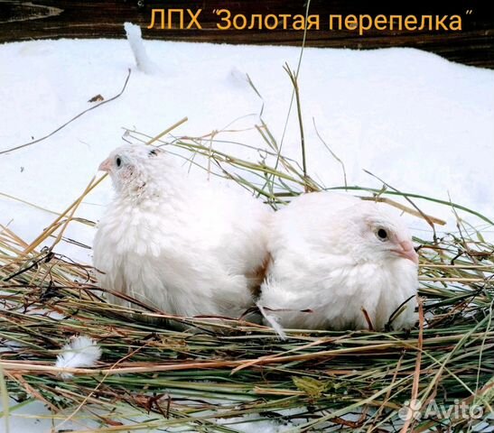 Белые американские перепела