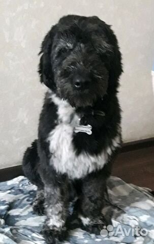 Молодой парень ищет невесту