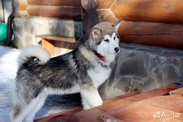 Серо-белый щенок маламута