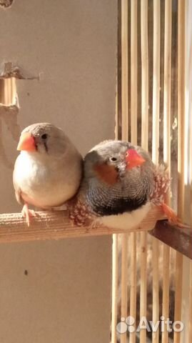 Отдам амадину в хорошие руки