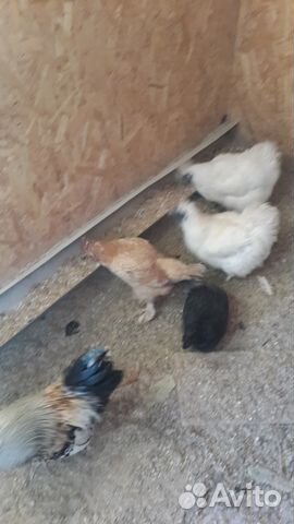 Бентамки, китайские шелковые курочки