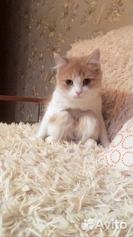 Кошка рокси