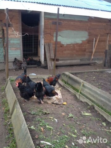 Инкубационное яйцо