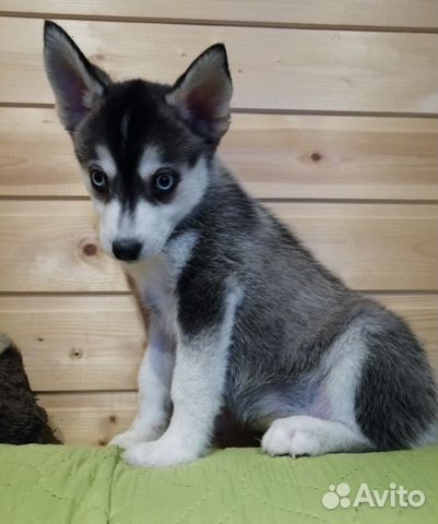 Помски кли кай мини хаски