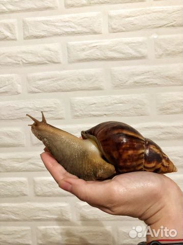 Улитка ахатина фулика стандарт