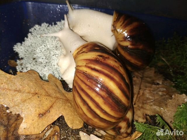 Архахатина