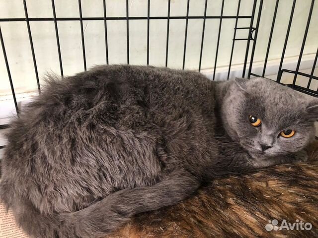 Красавица британочка в добрые руки