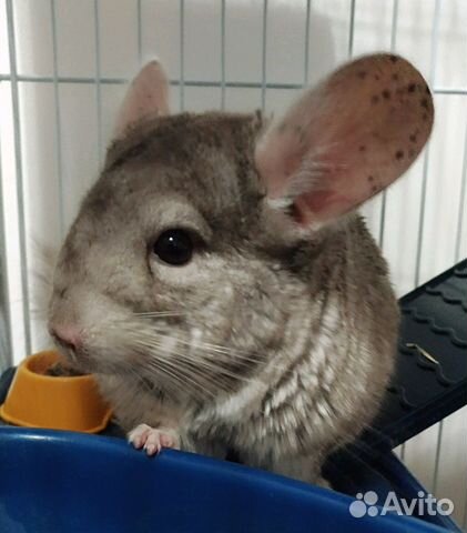 Шиншилла девочка гетеробеж