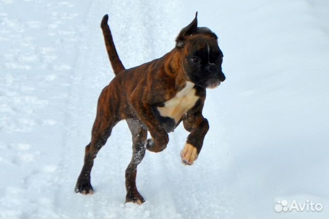 Боксерчики, девочки